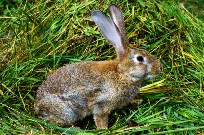 Brown Rabbit Sitting Pile Fresh Green Grass Stock Photos - Free ...
