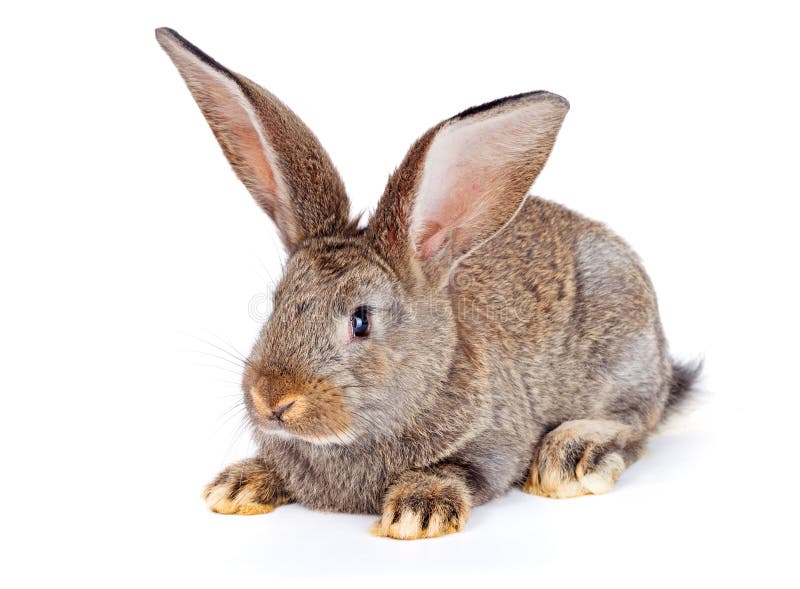 Rabbit sitting stock photo. Image of legs, hair, white - 56411298