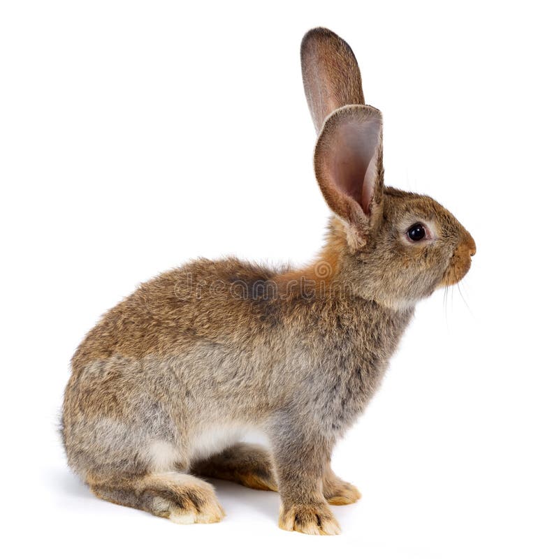 Brown Rabbit Sitting on White Stock Image - Image of ears, domestic ...