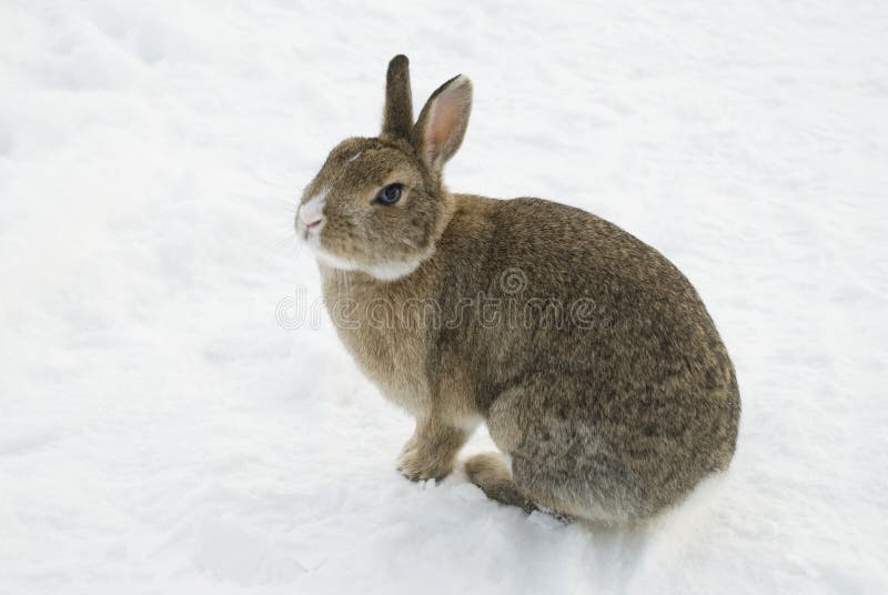 Brown rabbit in snow stock photo. Image of rabbit, animals - 17516410