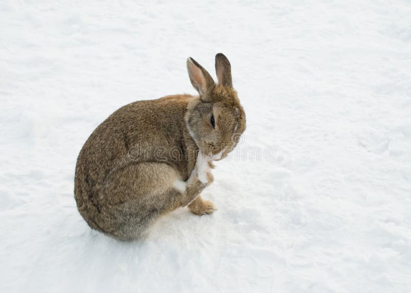 White rabbit in snow stock photo. Image of animal, arctic - 17516378
