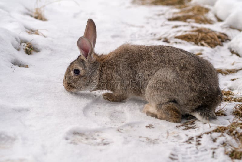 Brown rabbit in snow stock photo. Image of blue, hare - 17516410