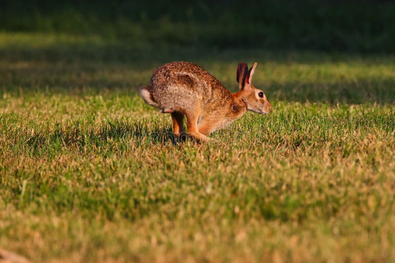 Brown Rabbit Springing in the Field with Sunlight on and Making a ...
