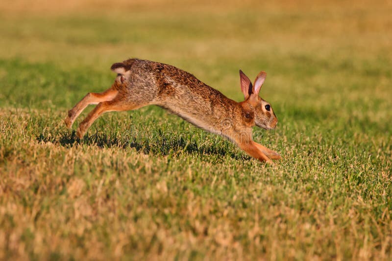 Brown Rabbit Springing in the Field with Sunlight on and Making a ...