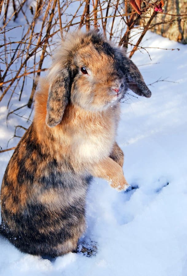 Brown Rabbit Standing on His Backfeet in Snow Stock Photo - Image of ...