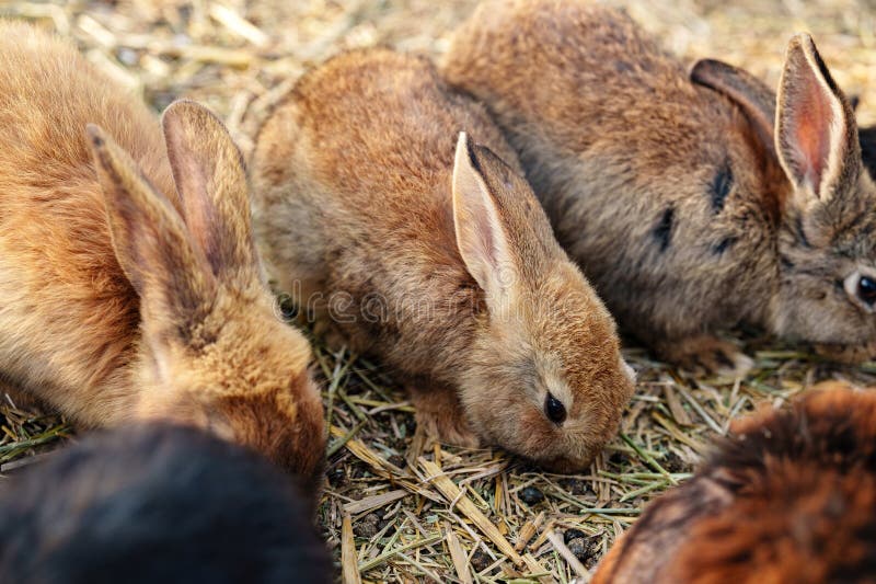 Brown Rabbit Stands among a Group of Other Rabbits in a Sunny Outdoor Setting Stock Image ...