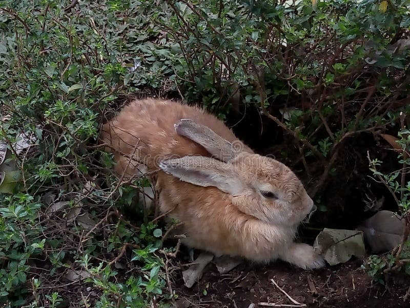Brown Rabbit Stay Silent on Ground Stock Photo - Image of brown ...