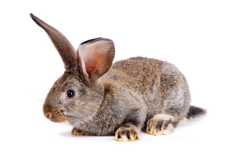 Brown rabbit on white. stock image. Image of pets, sitting - 108602515