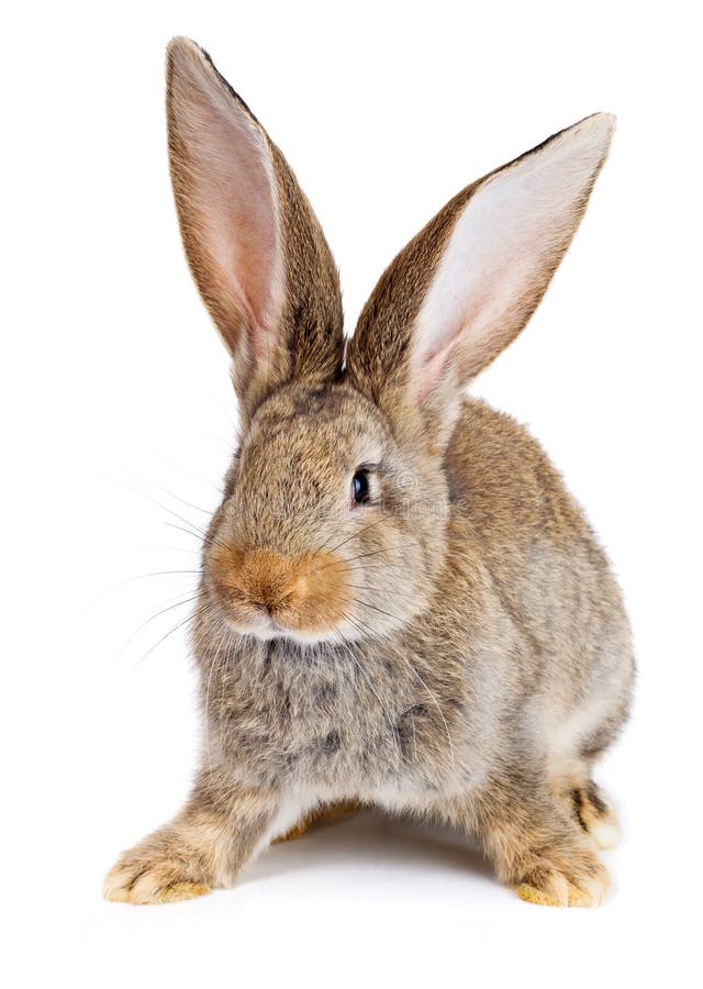Brown rabbit portrait stock photo. Image of rodent, domestic - 46203374
