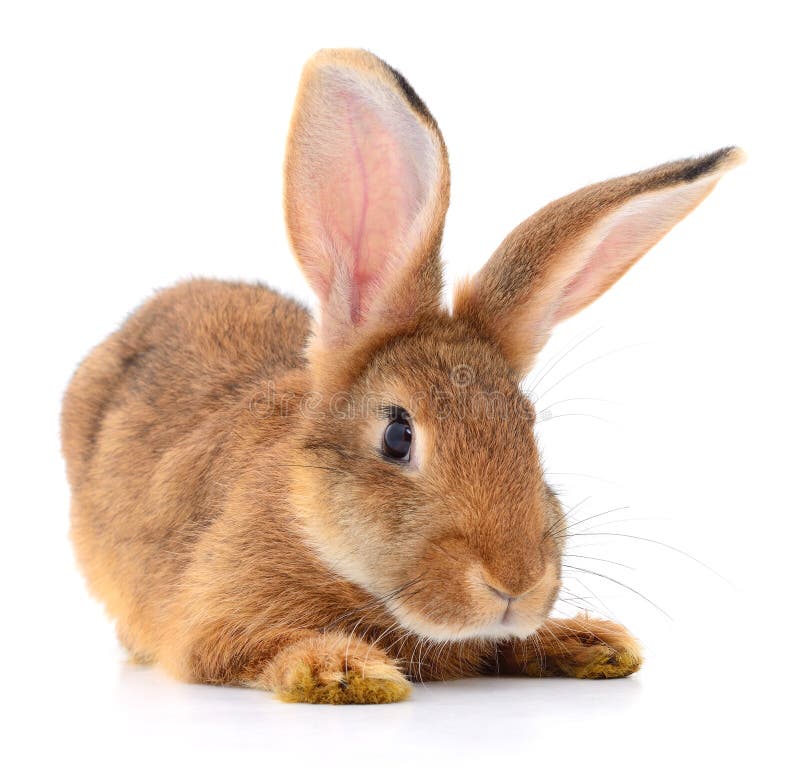 Brown rabbit on white. stock image. Image of cute, single - 100742217
