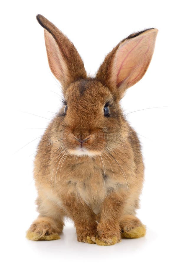 Brown rabbit on white. stock image. Image of pets, sitting - 108602515