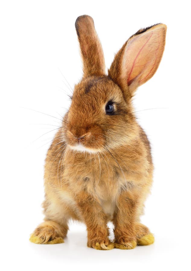 Brown rabbit on white. stock photo. Image of background - 108602520