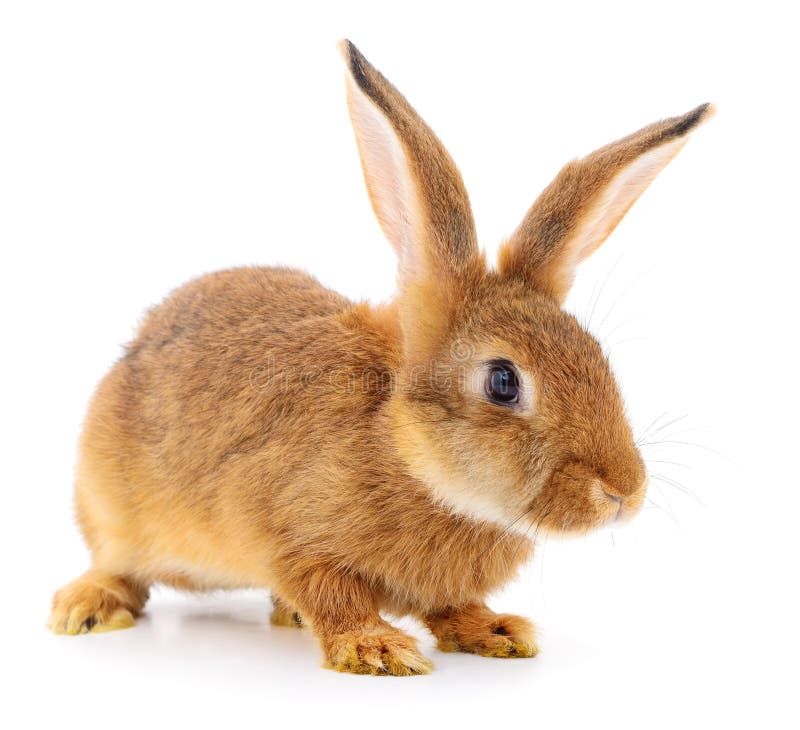 Brown rabbit on white. stock photo. Image of pets, background - 112356432