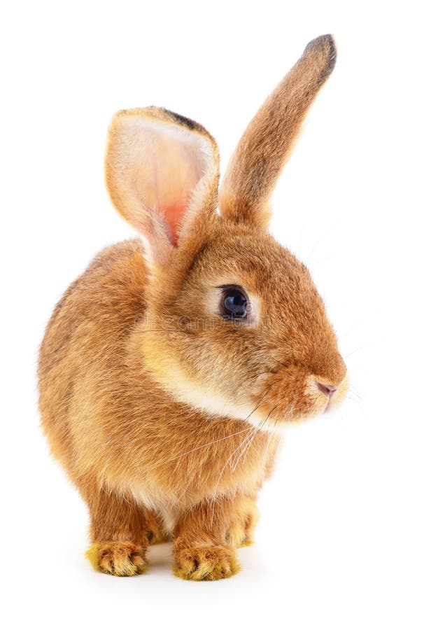 Brown rabbit on white. stock image. Image of pets, sitting - 108602515