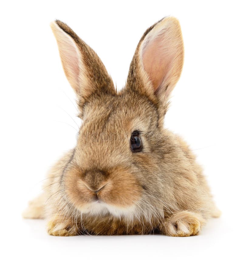 Brown rabbit on white. stock image. Image of studio, small - 70238329