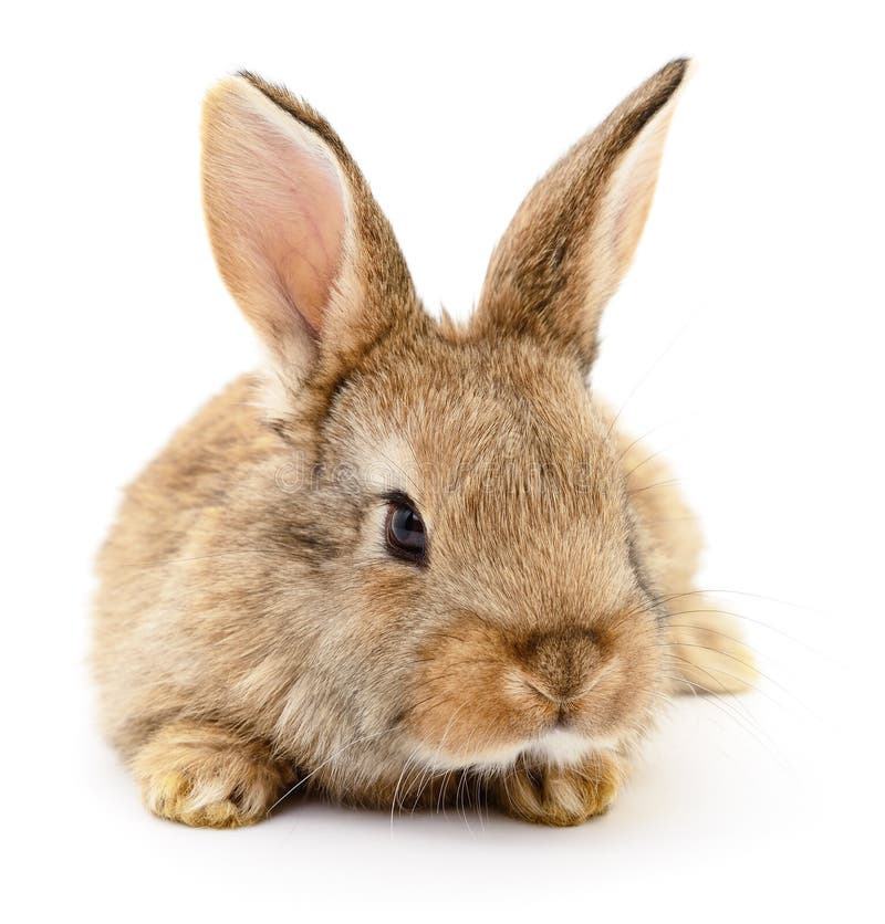 Brown rabbit on white. stock image. Image of background - 72215669