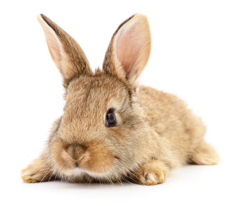 Brown rabbit on white. stock image. Image of pets, sitting - 108602515