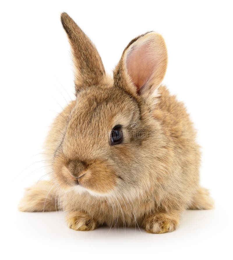 Brown rabbit on white. stock image. Image of pets, sitting - 108602515