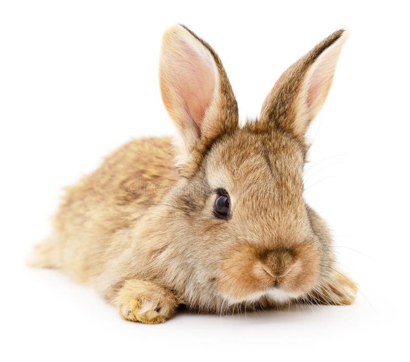Brown rabbit on white. stock image. Image of brown, studio - 82787451