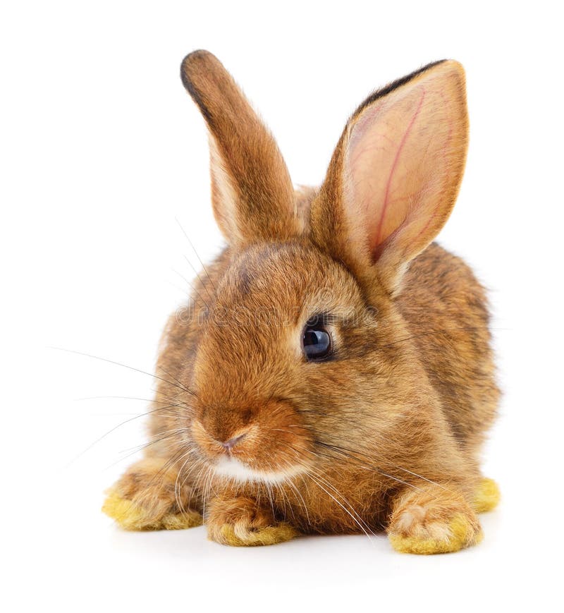 Brown rabbit on white stock image. Image of animals - 137857661