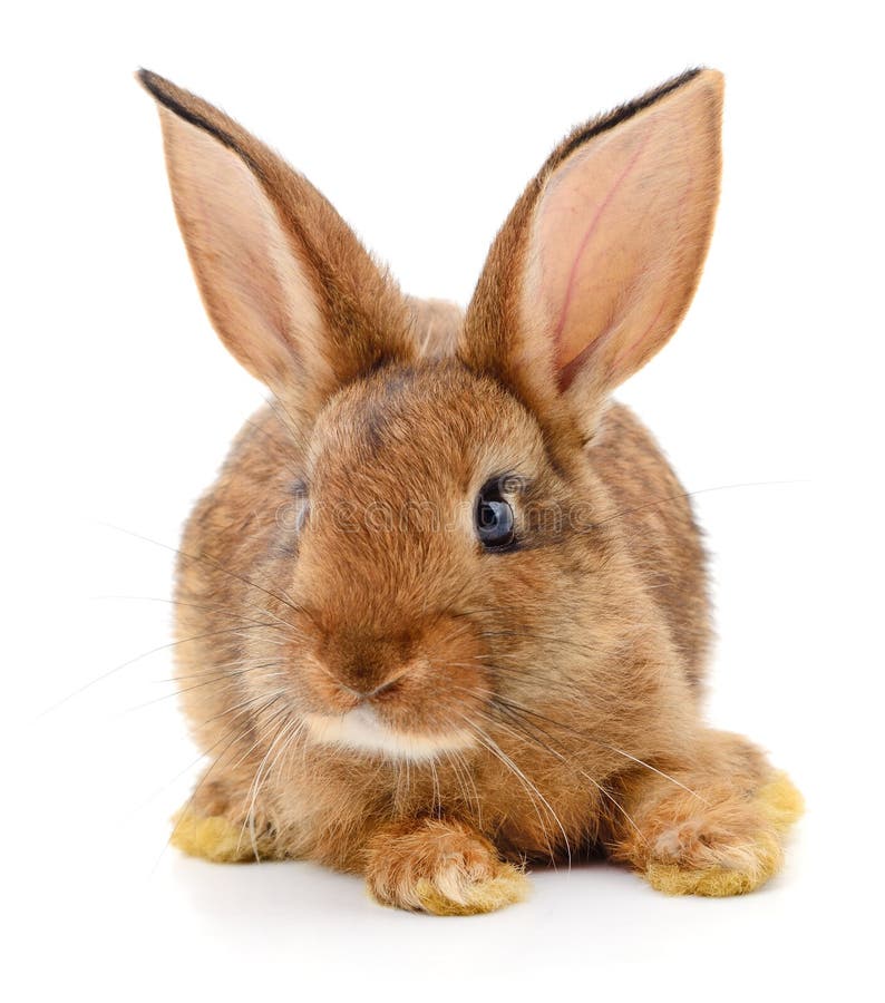 Brown rabbit on white stock photo. Image of agriculture - 159379552