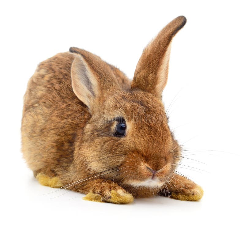 Brown rabbit on white. stock image. Image of beauty - 100920121