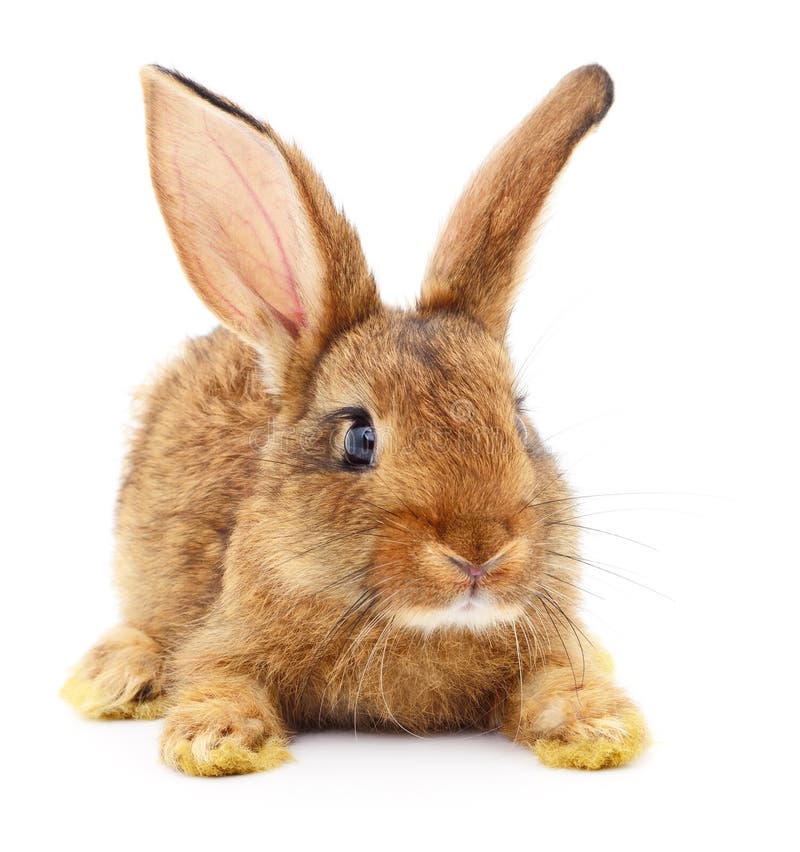 Brown rabbit on white. stock image. Image of mammals - 101407807