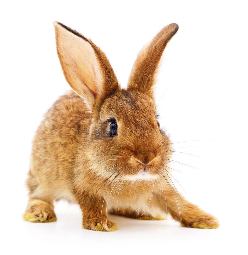 Brown rabbit on white. stock photo. Image of closeup - 103726878
