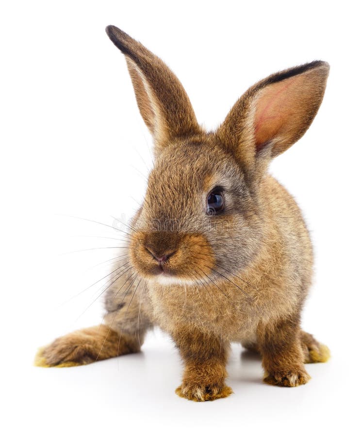 Brown rabbit on white. stock photo. Image of agriculture - 110968986