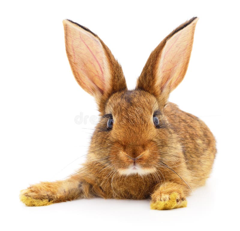 Brown rabbit on white. stock photo. Image of small, closeup - 101721576