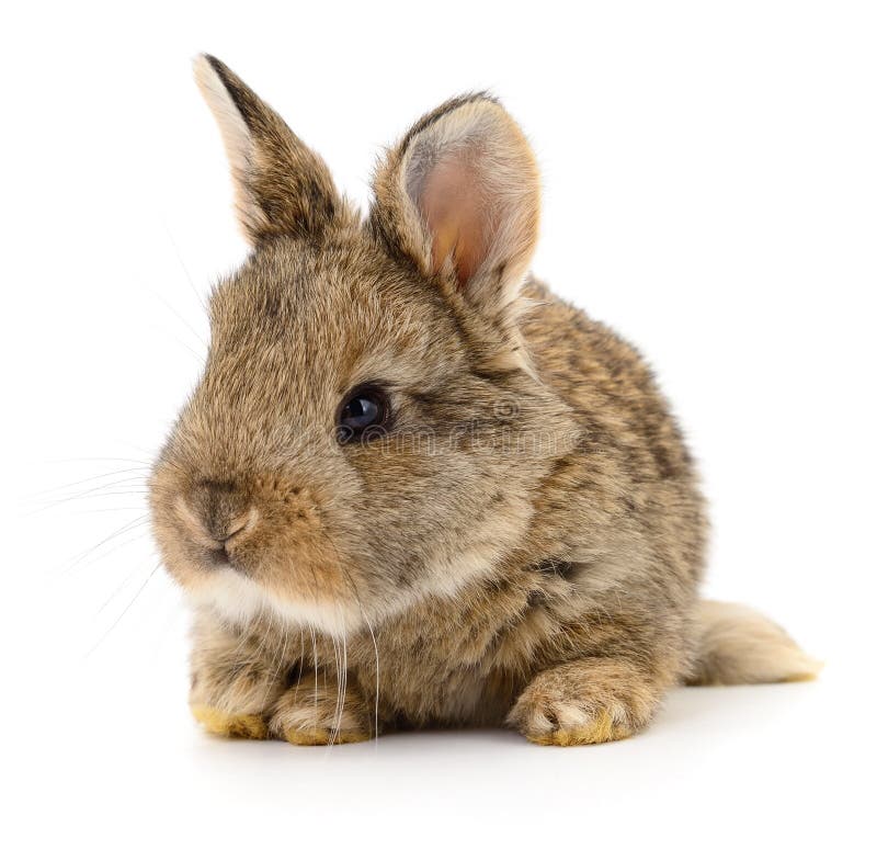 Brown rabbit on white stock photo. Image of pets, domestic - 154020960
