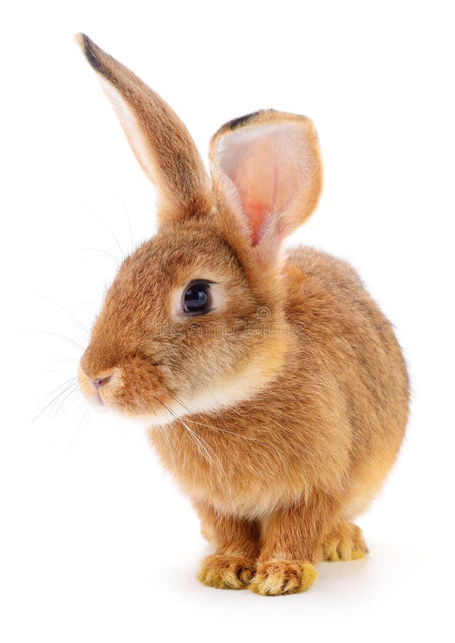 Brown rabbit on white stock image. Image of domestic - 154982983