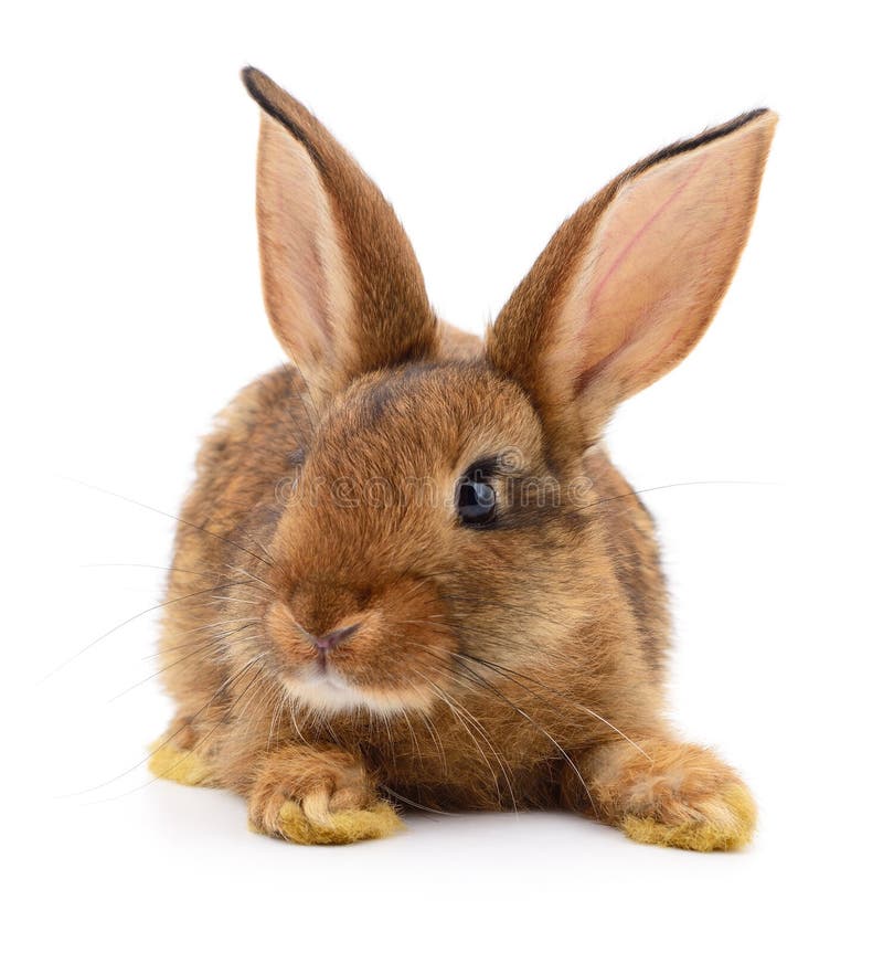 Brown rabbit on white stock image. Image of single, domestic - 214849349
