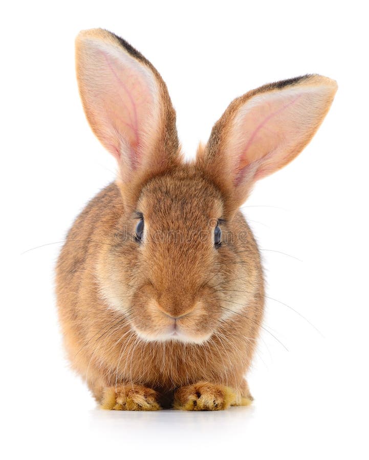 Brown rabbit on white stock image. Image of pets, mammals - 262651049