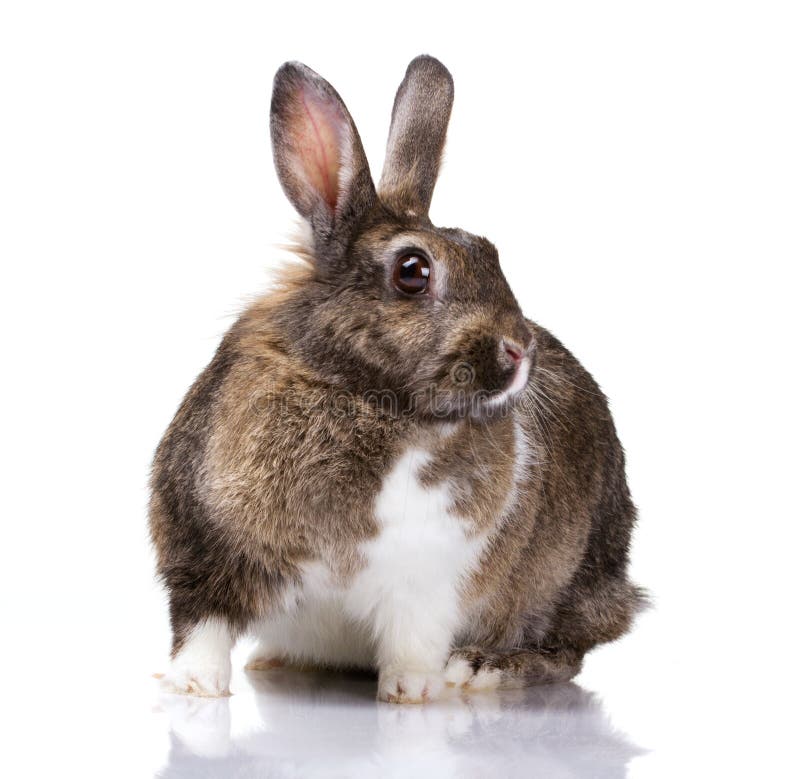 Brown rabbit stock image. Image of whiskers, sweet, sitting - 37970965