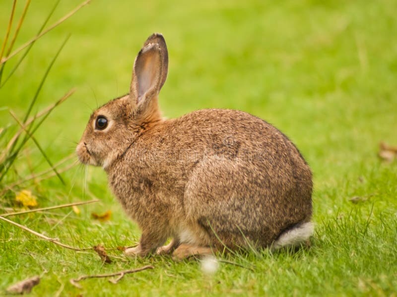 Brown Rabbit stock image. Image of hare, brown, meadow - 44595365