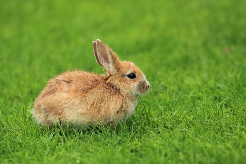 Brown rabbit stock image. Image of animal, grass, small - 31364661