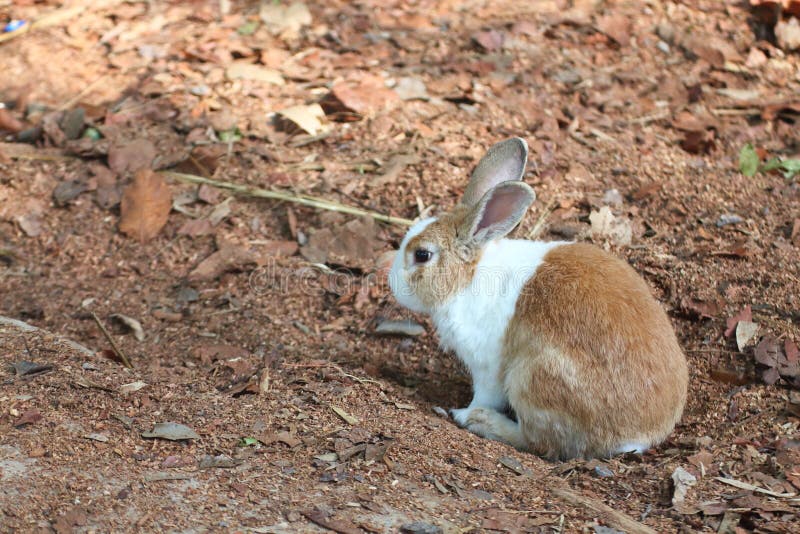 Brown Rabbits are in the Wild. Stock Image - Image of easter, cute ...