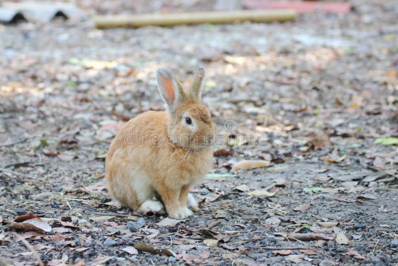 Brown Rabbits are in the Wild. Stock Photo - Image of farm, love: 91004282