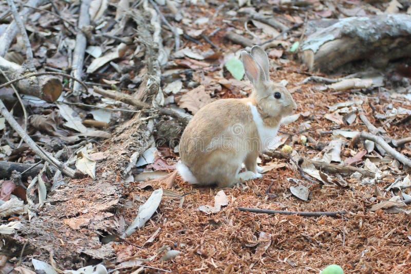 Brown Rabbits are in the Wild. Stock Image - Image of rabbits, basket ...