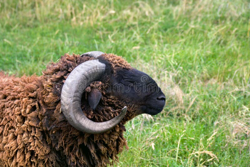 Black And Brown Ram Animal Picture. Image: 82991265