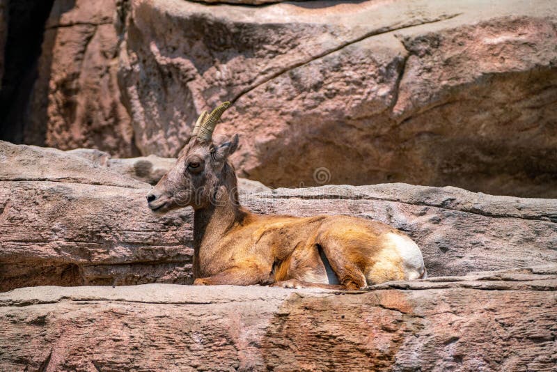 Brown Ram Perched on a Rocky Surface in a Zoo Stock Photo - Image of ...