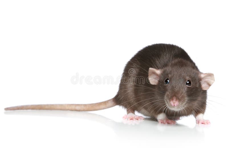 Brown Rat stock photo. Image of husky, fluffy, grey, creature - 19474132