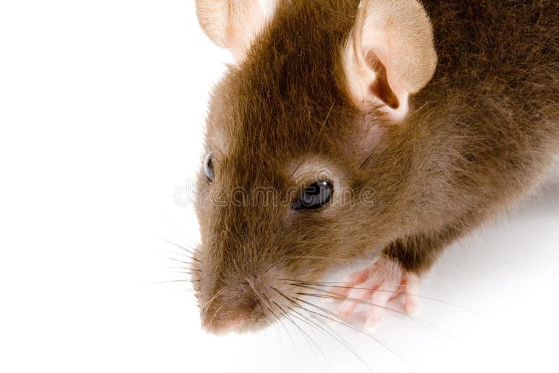 Brown Rat stock image. Image of mice, furry, rodent, hairy - 7915779