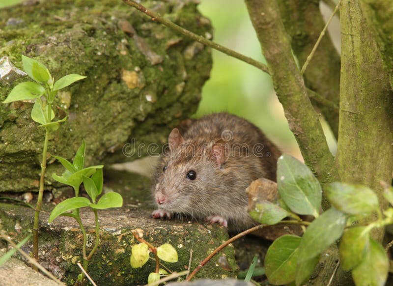Brown Rat stock image. Image of wild, portrait, close - 9028739