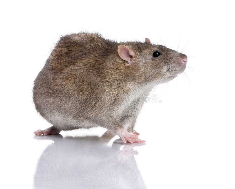 Brown Rat stock image. Image of parasitic, isolated, indoors - 9893277