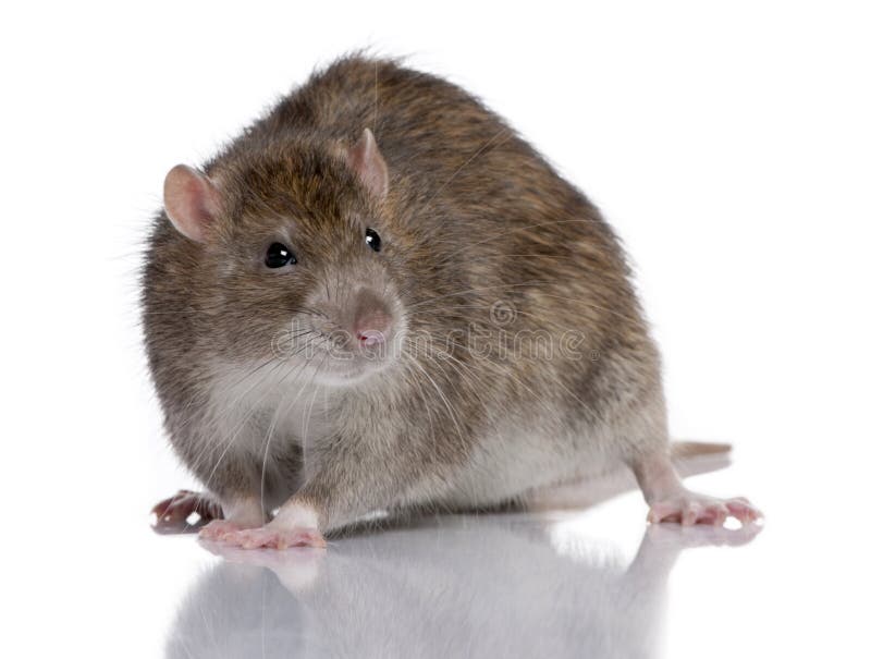 Brown Rat stock image. Image of gray, animal, white, pets - 9893287