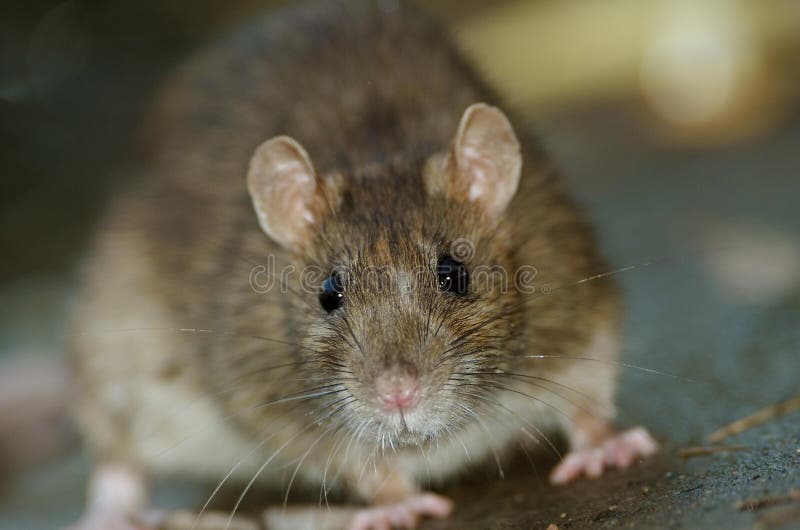 Brown Rat Stock Images Image 38108894