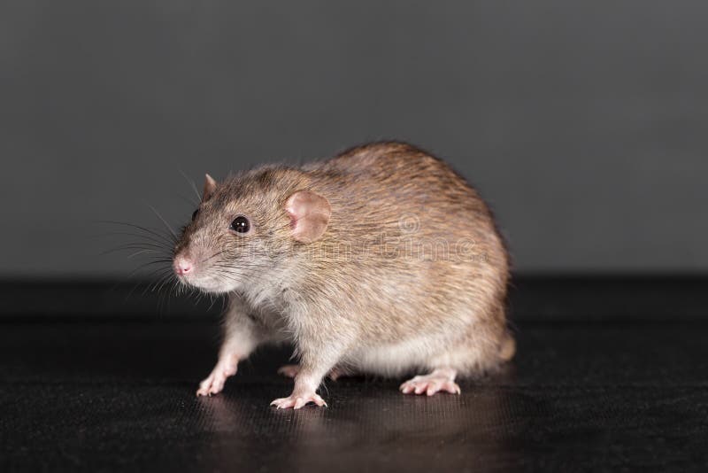 Brown rat close up stock image. Image of sitting, pets - 103114405
