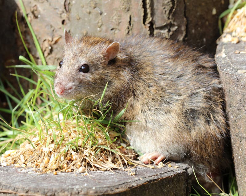 Brown Rat stock photo. Image of eating, close, norvegicus - 68991216